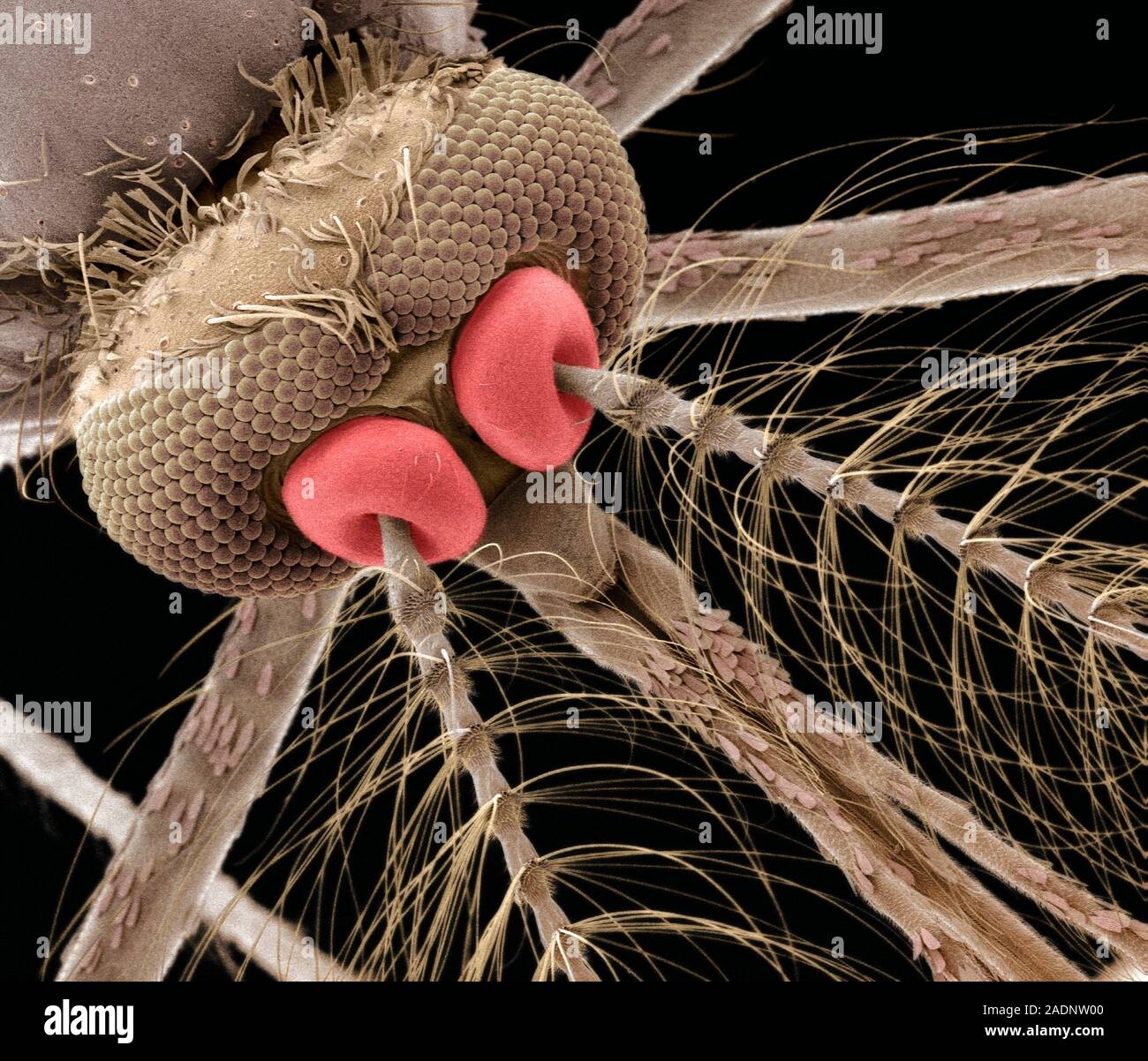 Culex mosquito head. Coloured scanning electron micrograph (SEM) of the ...