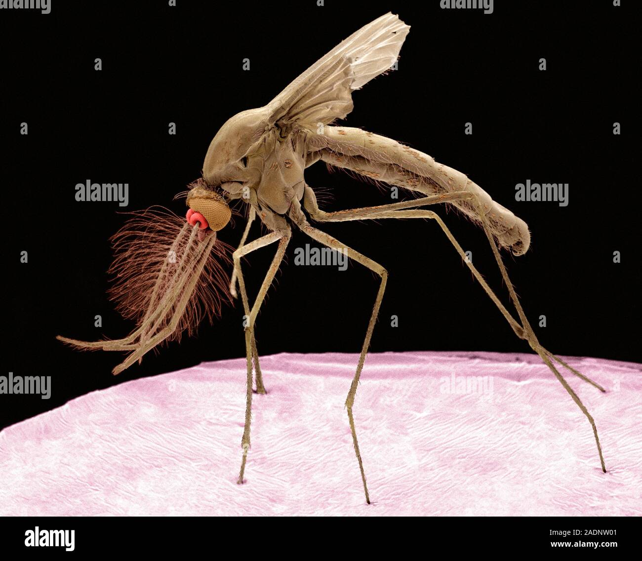 Culex mosquito. Coloured scanning electron micrograph (SEM) of a Culex ...