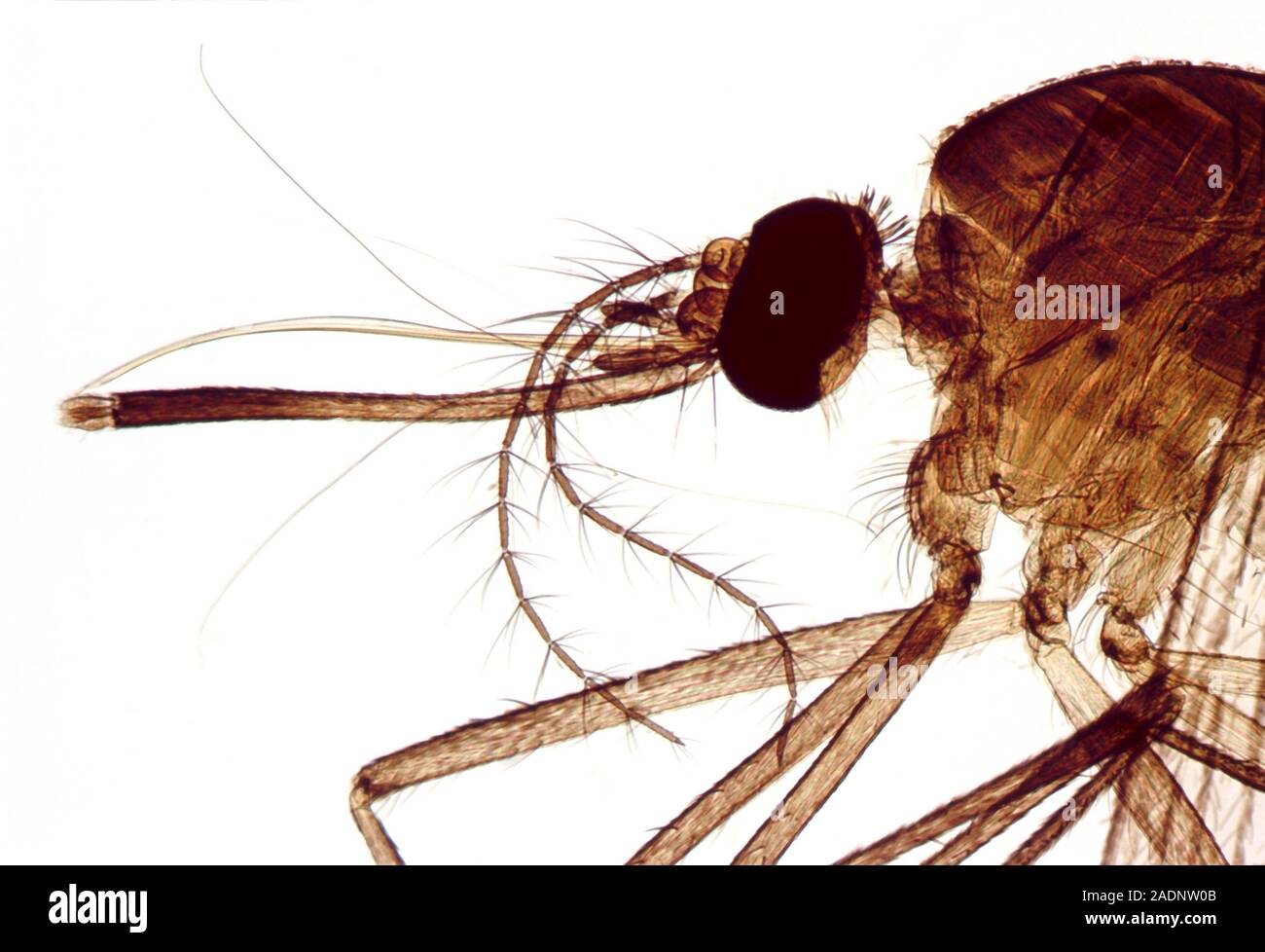 Female mosquito (family Culicidae) head, light micrograph. The mosquito ...