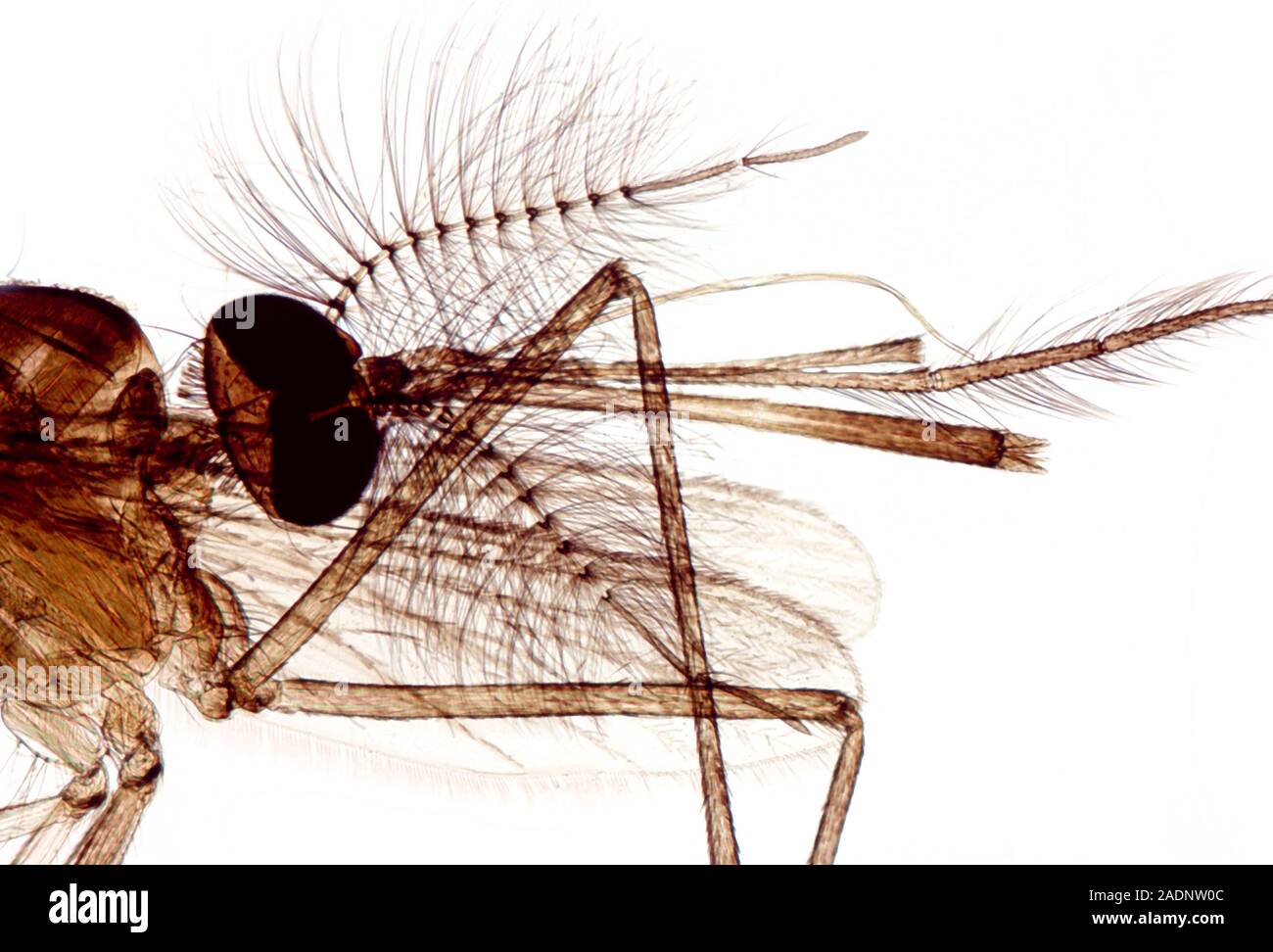 Male mosquito (family Culicidae) head, light micrograph. The mosquito's head is dominated by its ...