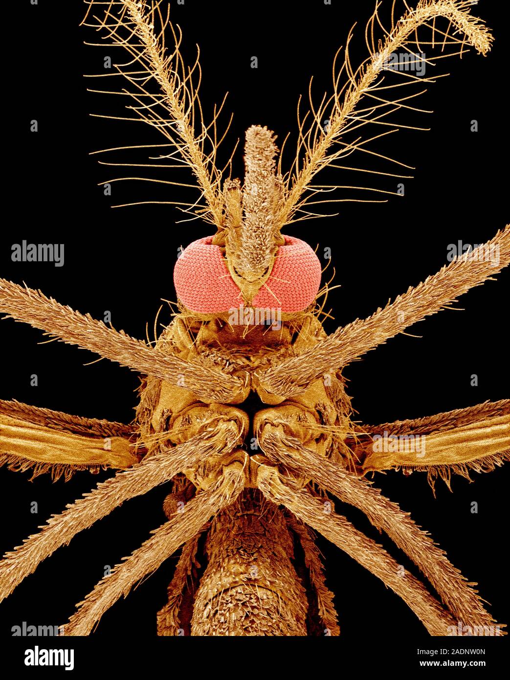 Asian tiger mosquito (Aedes albopictus), coloured scanning electron ...