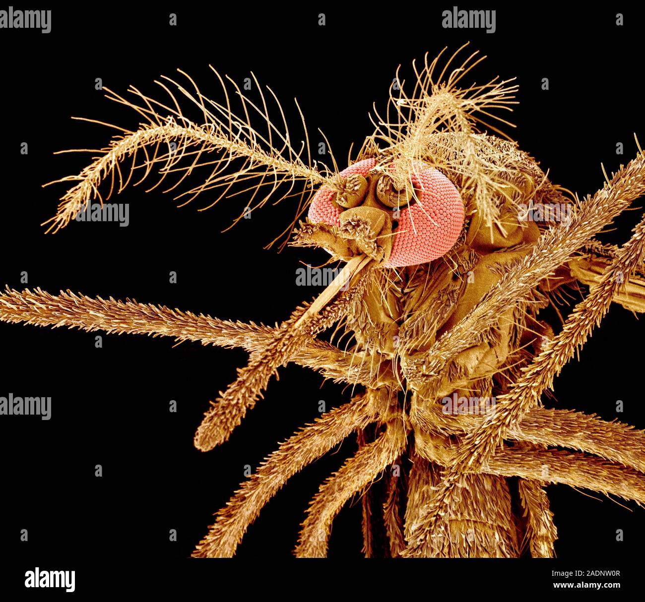 Asian tiger mosquito (Aedes albopictus), coloured scanning electron ...