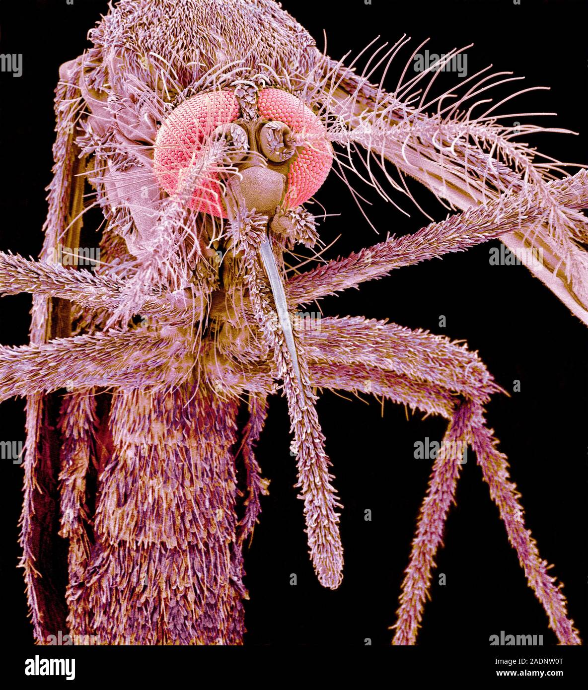 Asian tiger mosquito (Aedes albopictus), coloured scanning electron ...