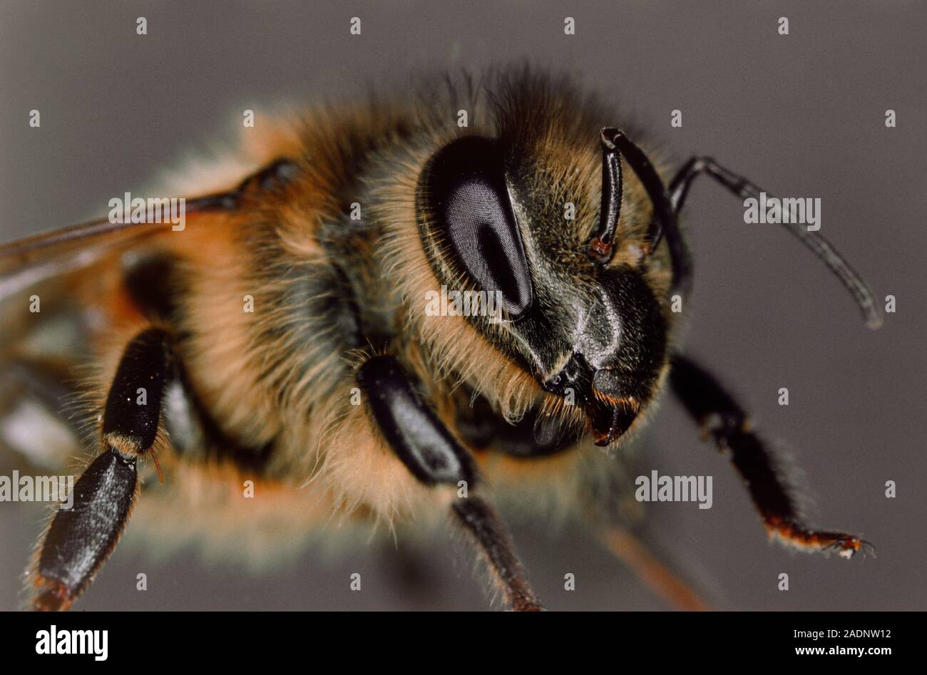 Macrophotograph of the head of a worker honey bee Apis mellifera ...