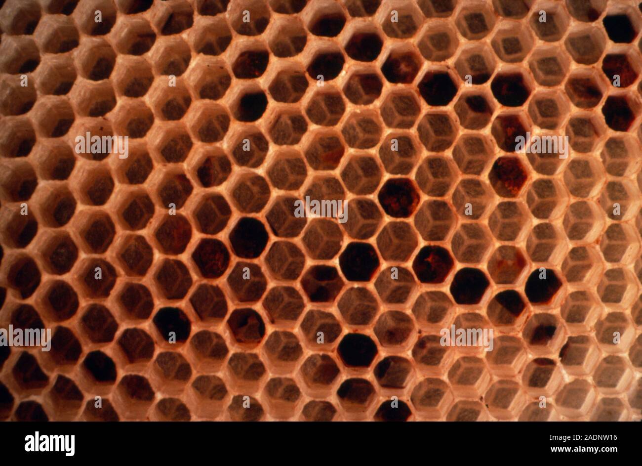 Macrophotograph of naturally formed honeycomb made by the honey bee ...