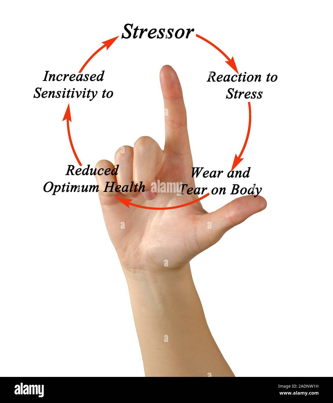 Cycle of stress Stock Photo - Alamy