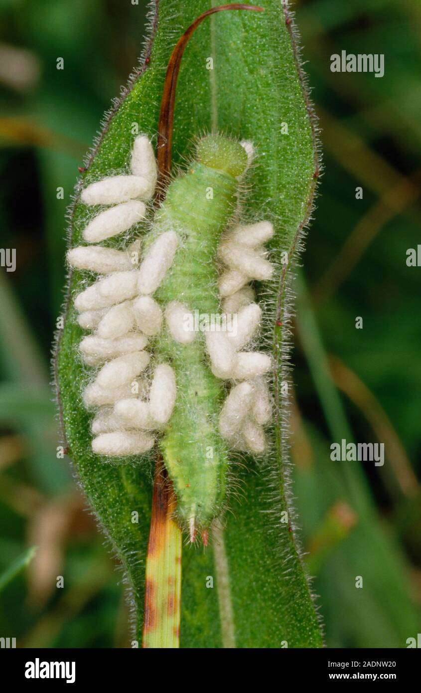 Coccoons of parasitic braconid larvae surrounding the caterpillar of ...