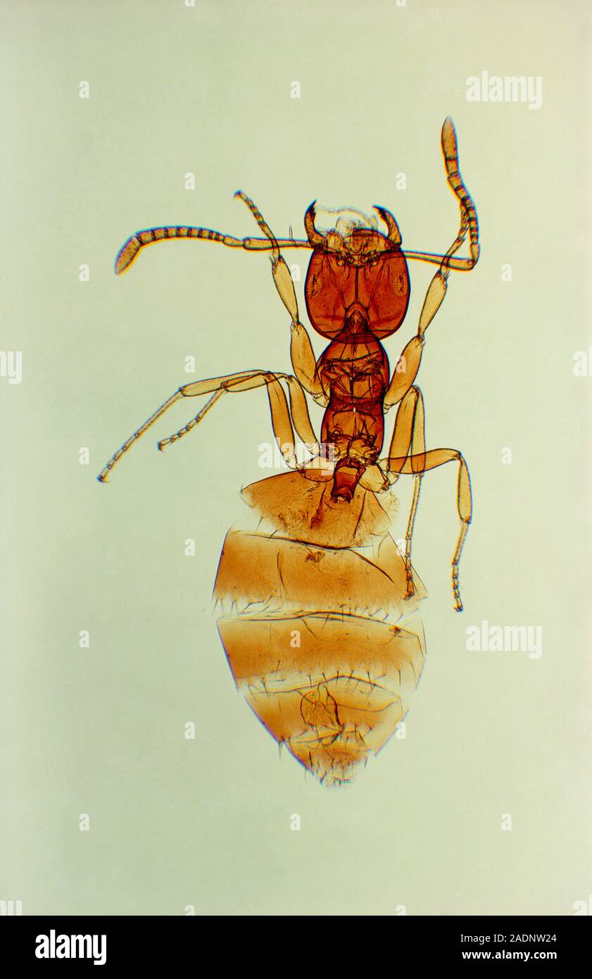 Light micrograph of a worker ant (Lasius sp.), an infertile, wingless ...