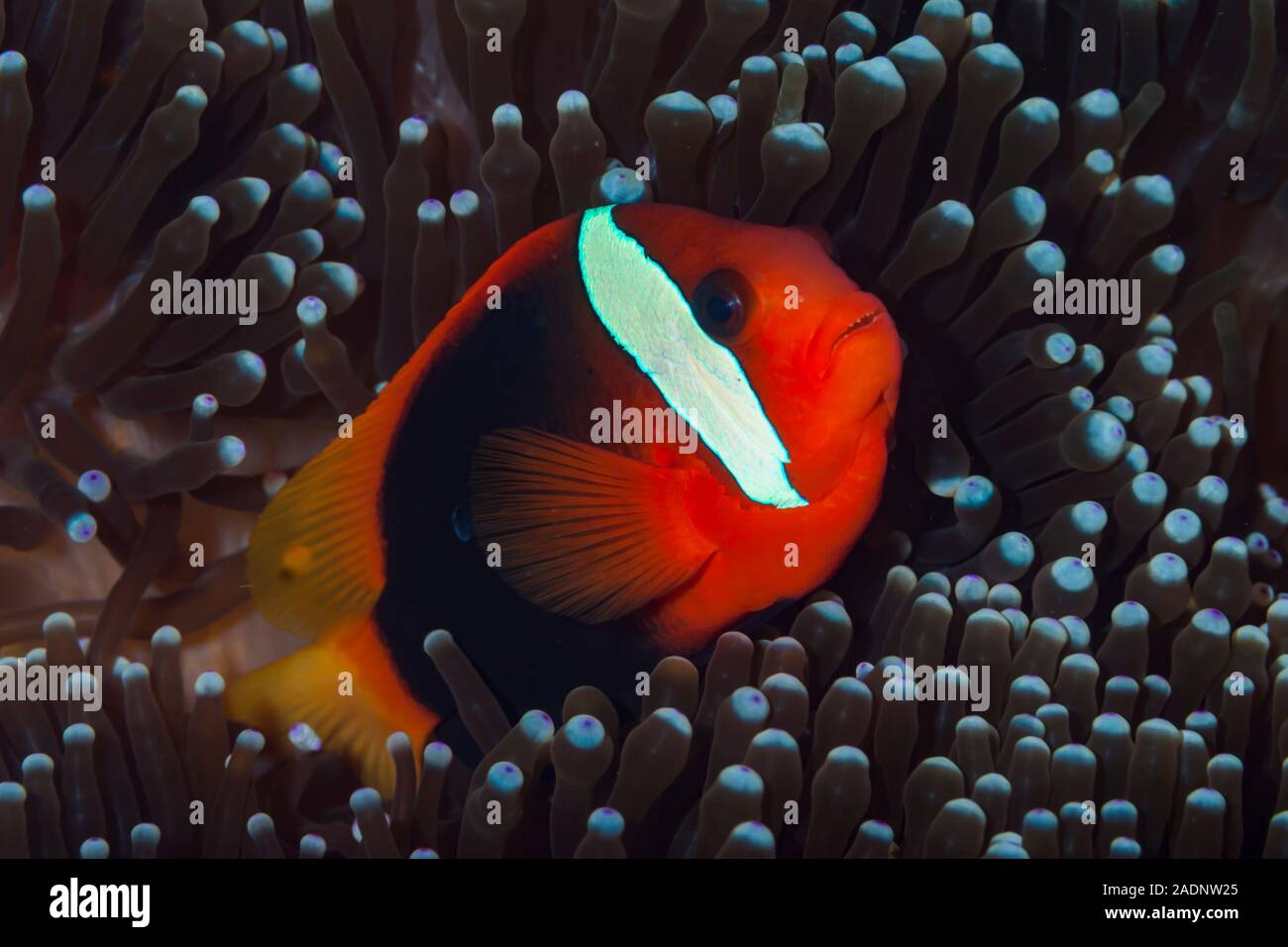 Amphiprion melanopus hi-res stock photography and images - Alamy