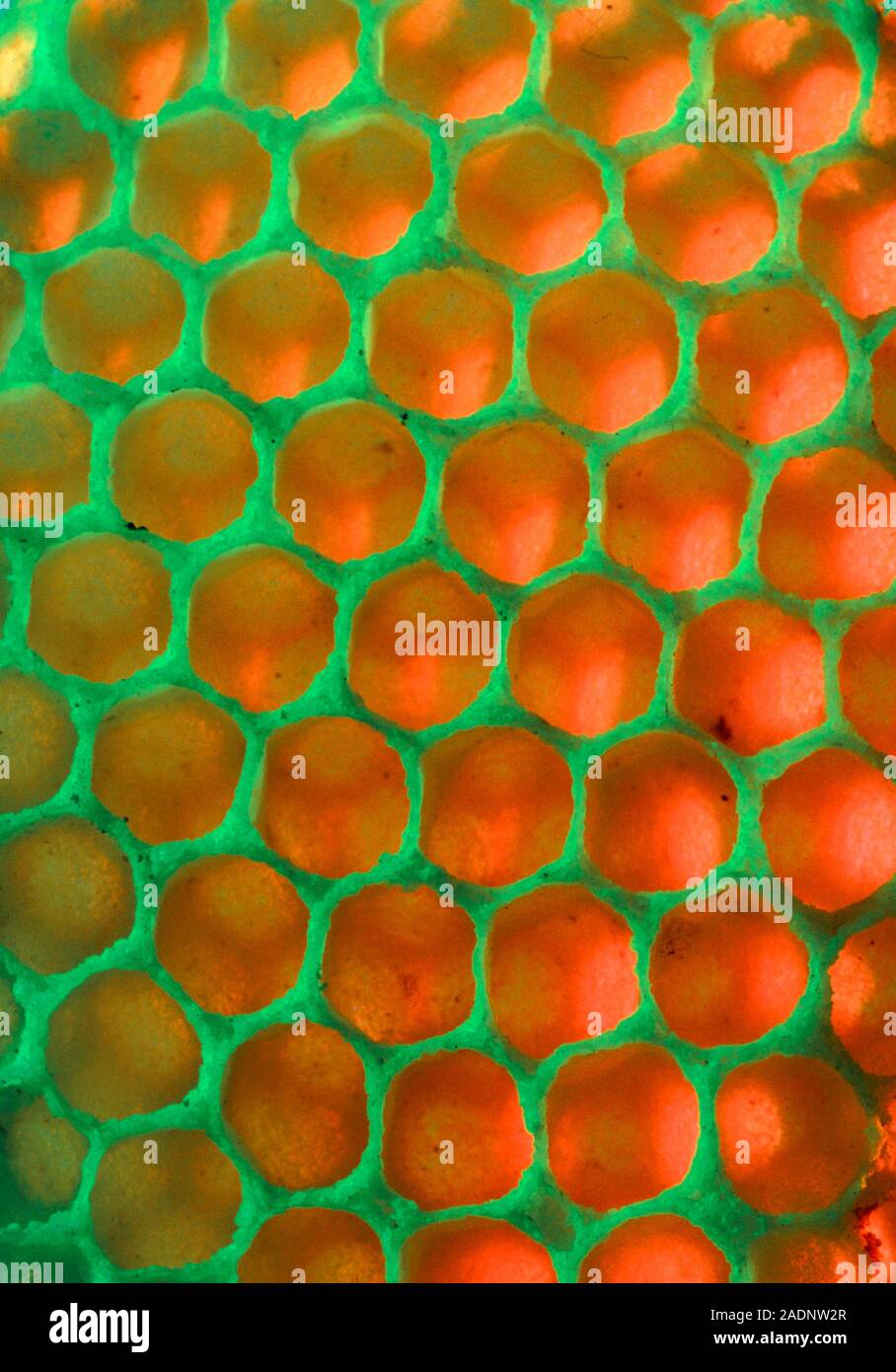 Honeycomb of the honeybee Apis mellifera showing the hexagonal cells ...