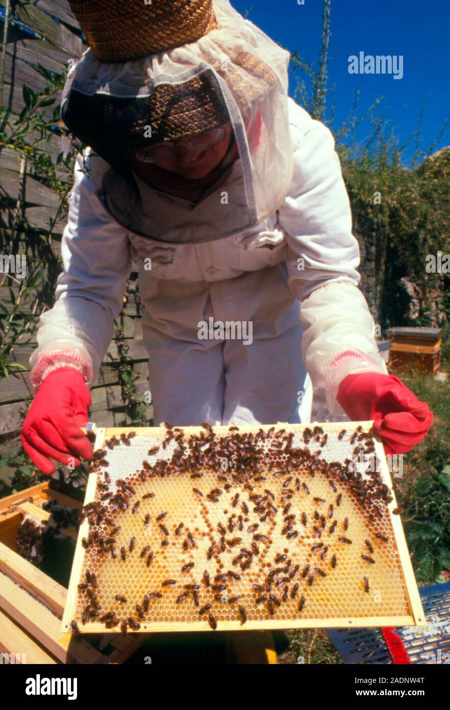 Beekeeping: beekeeper in full protective clothing removes a brood frame ...