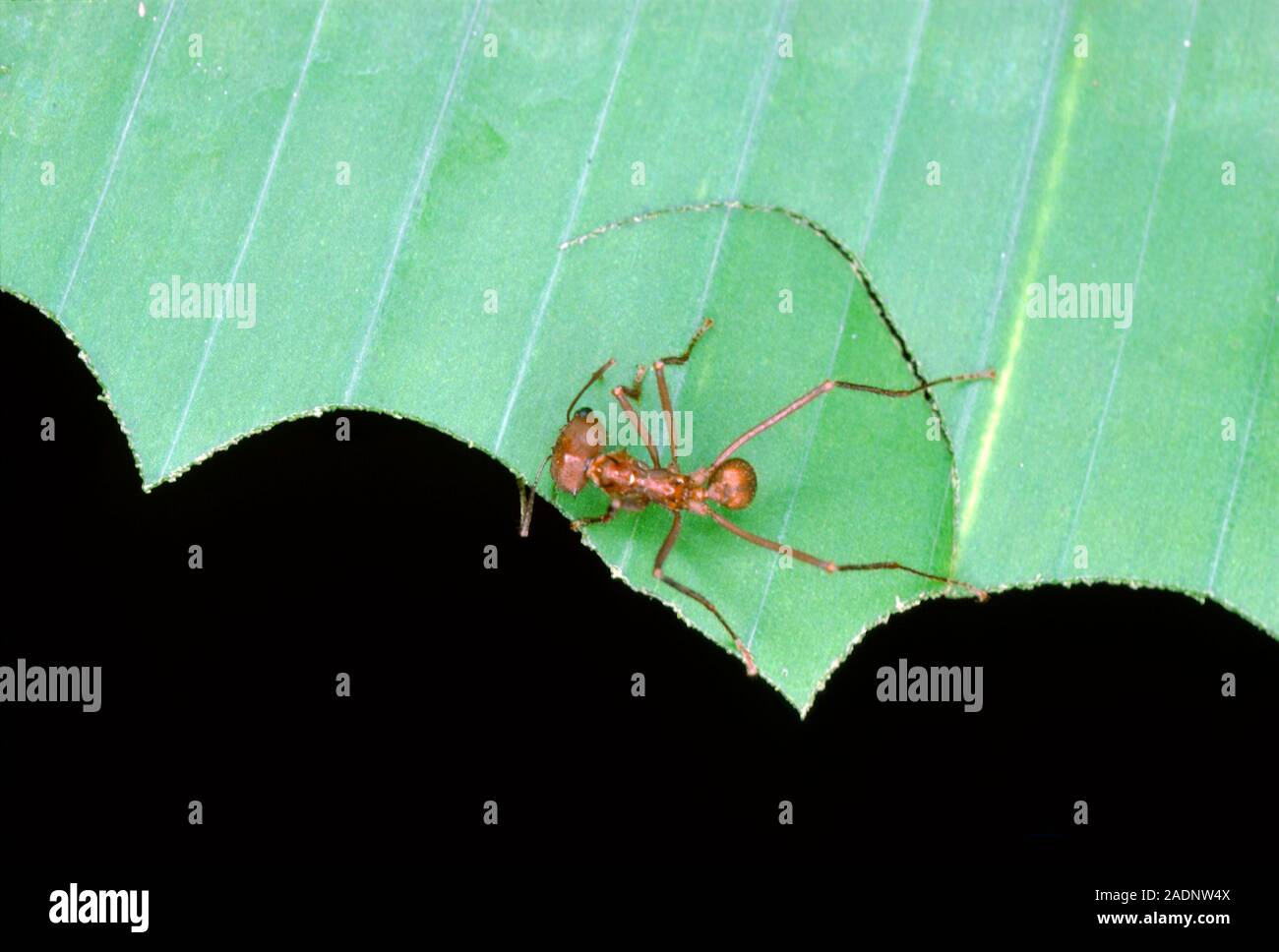 Leaf cutter ant, Atta cephalotes, cutting a section of leaf to take ...