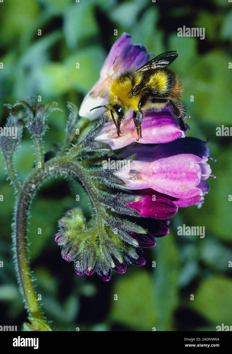 Bumble bee cheater" drinking nectar from the flower Symphytum ...