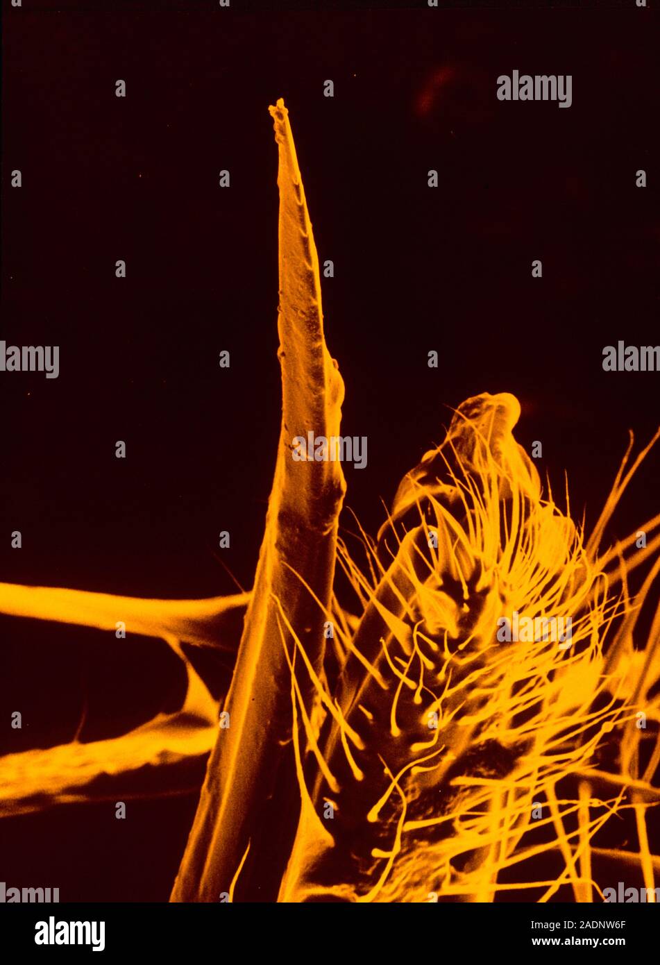 False-colour scanning electron micrograph of the sting of the common ...