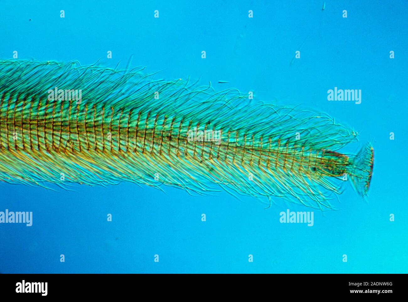 Light micrograph of the tongue or glossa of a honey bee, Apis mellifera ...