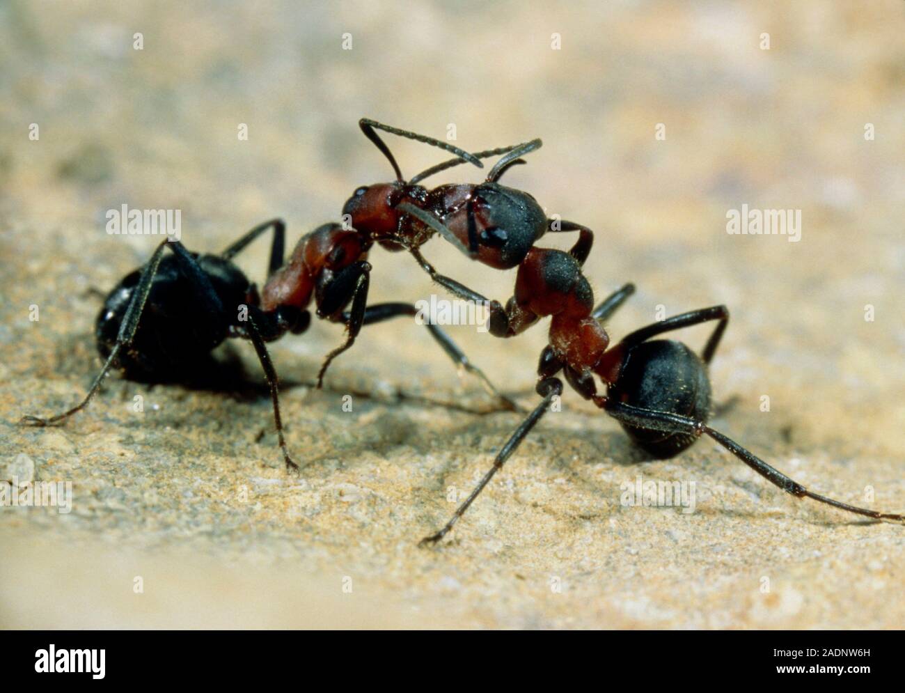 Two blood-red ants, Formica sanguinea, exchanging food. Ant nests have ...