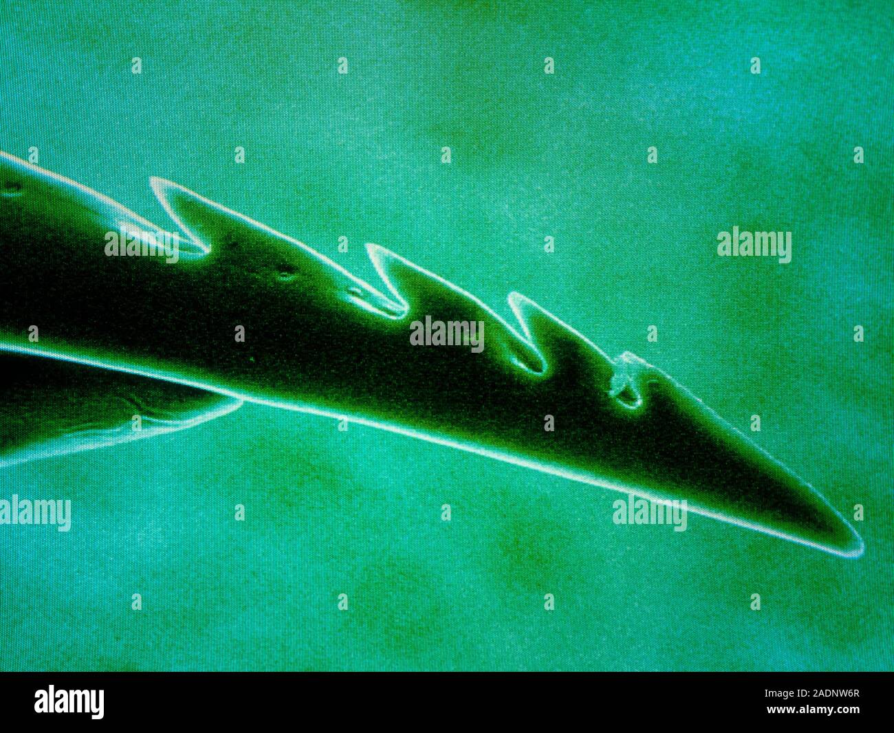 Bee sting. Coloured scanning electron micrograph (SEM) of the barbed ...