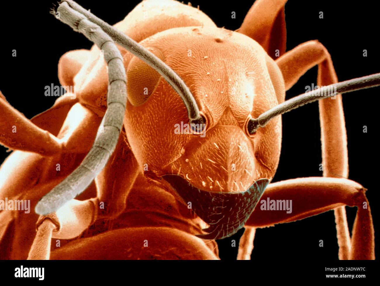 Ant head. Coloured scanning electron micrograph (SEM) of the head of ...