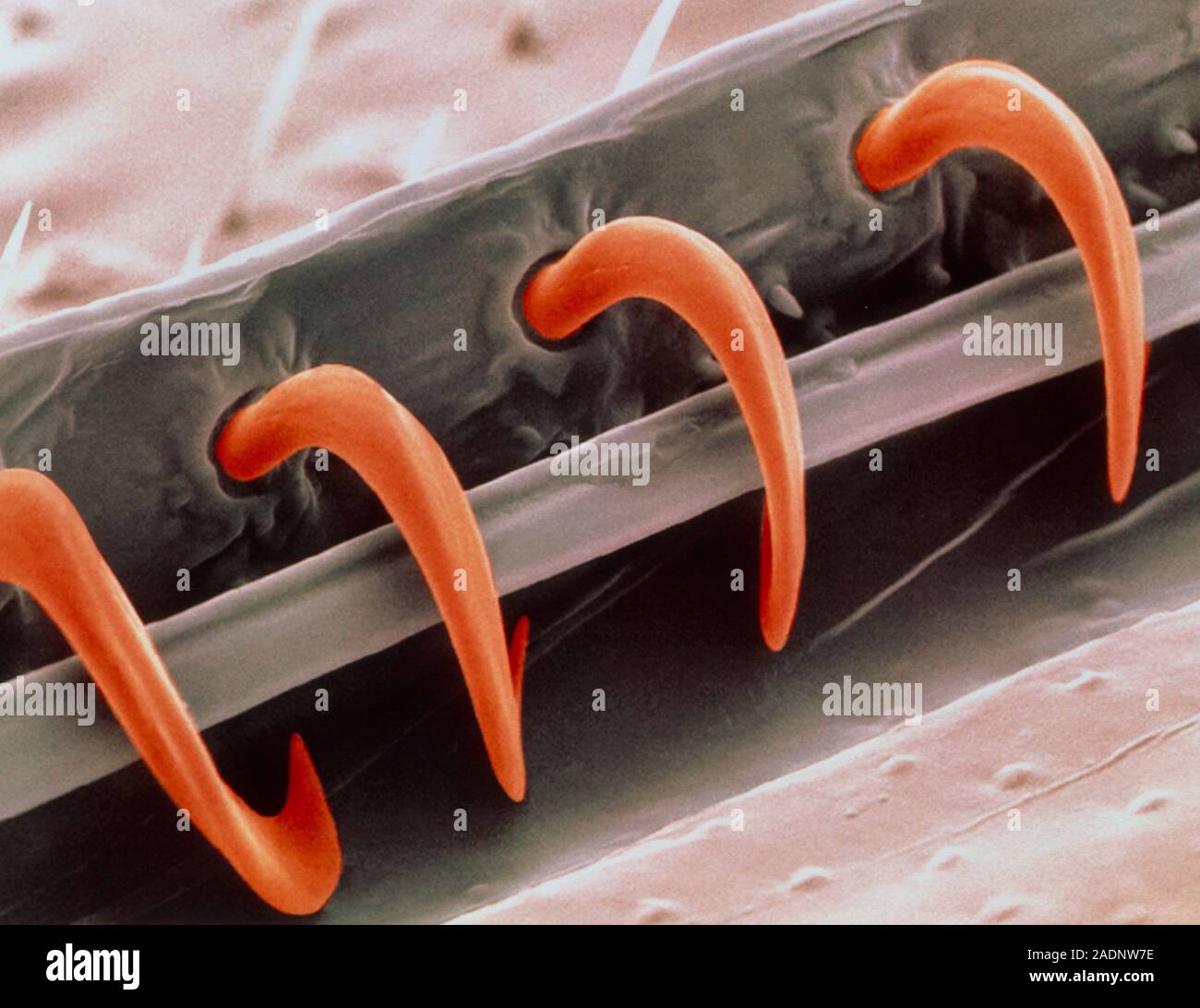 Honeybee wing coupling mechanism. Coloured Scanning Electron Micrograph ...