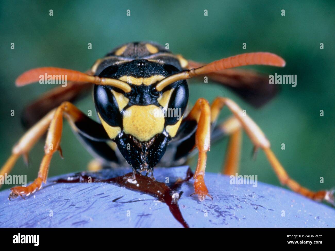 Wasp feeding on fruit. Macrophotograph of an adult female worker wasp ...
