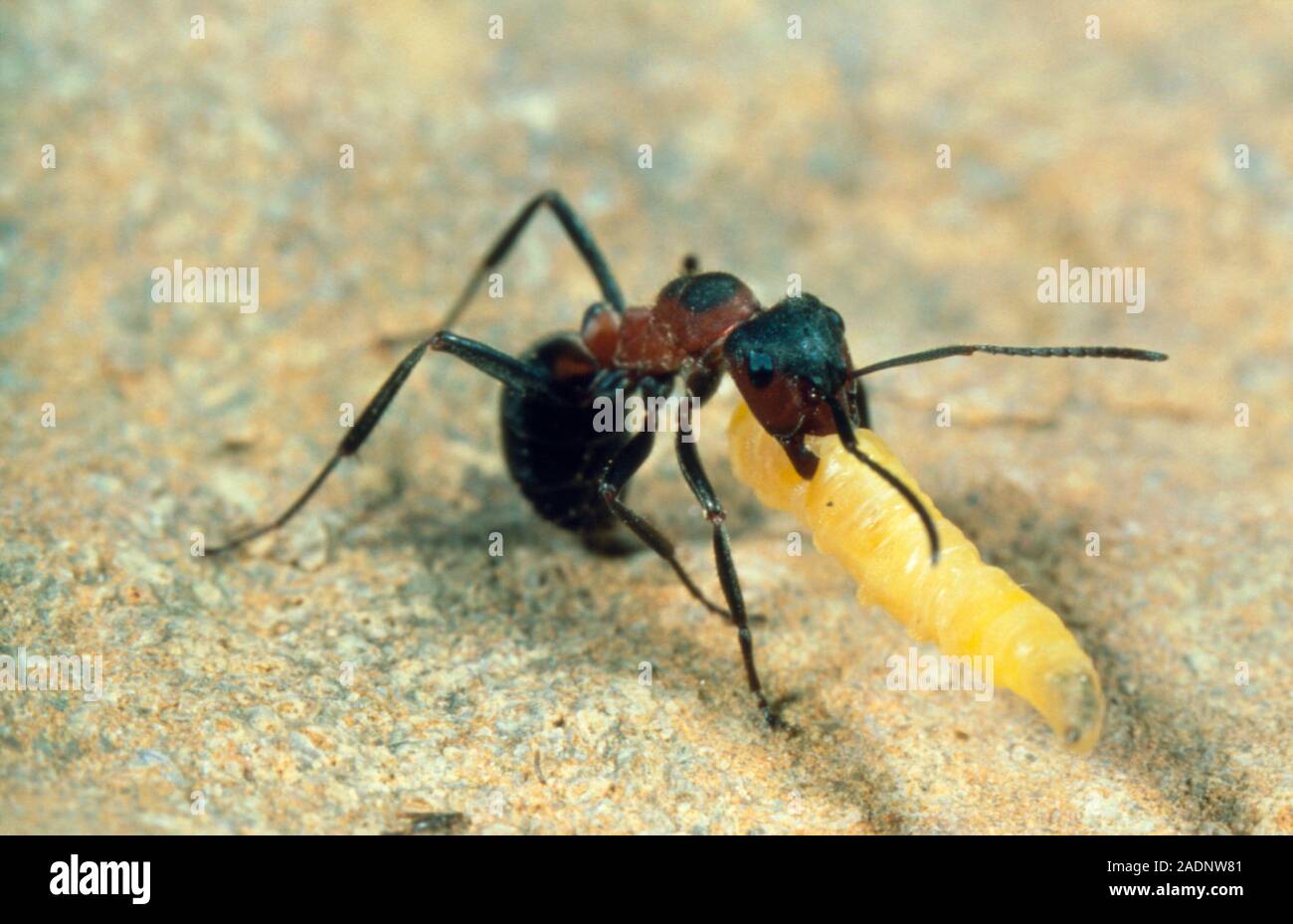 Blood-red ant. Close-up of a blood-red ant (Formica sanguinea) with its ...