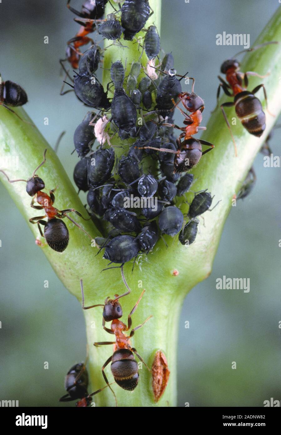 Ant milking aphids. Worker ants (family Formicidae) collecting honeydew ...