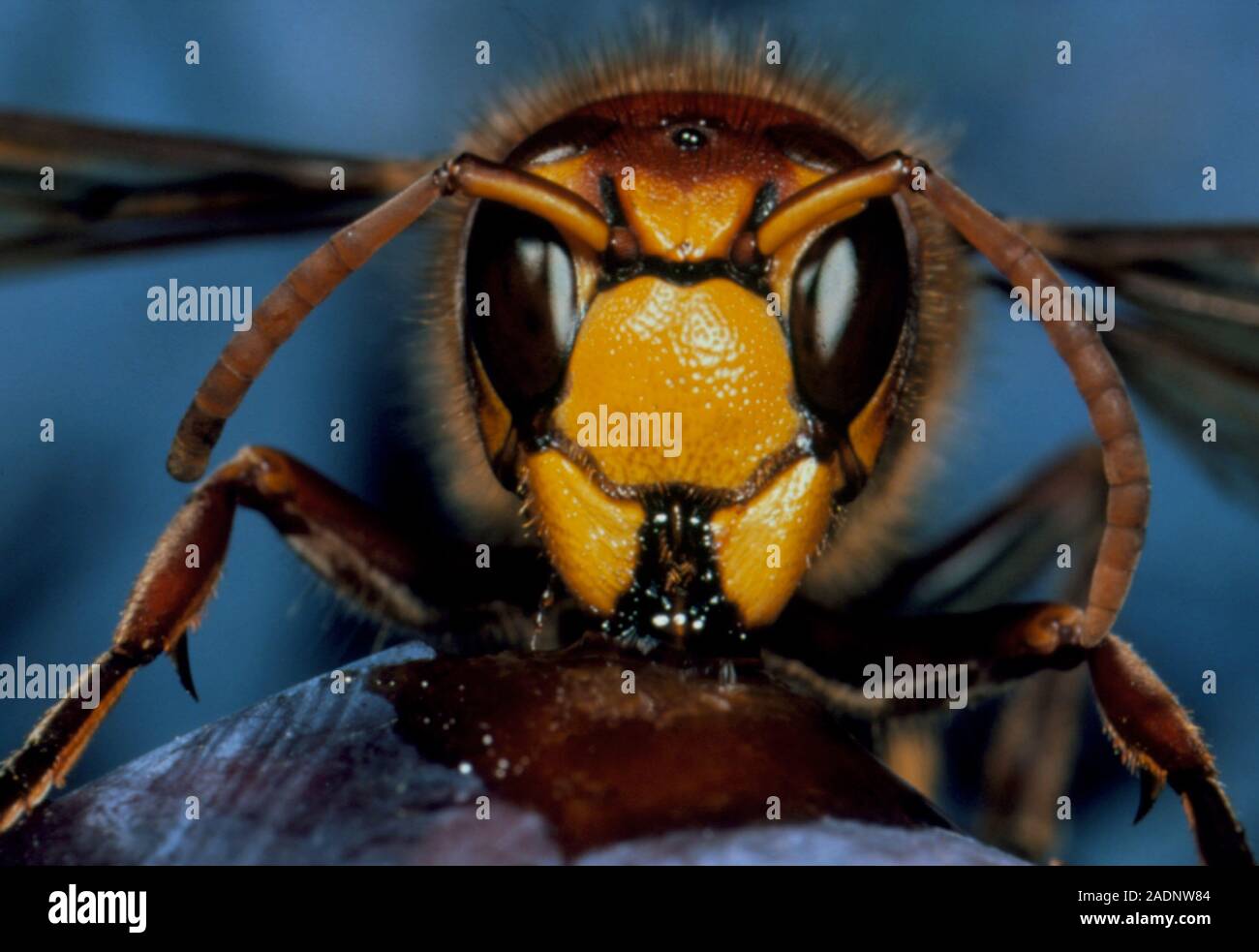 Wasp. Macrophotograph of the head of a wasp feeding. Note the large ...