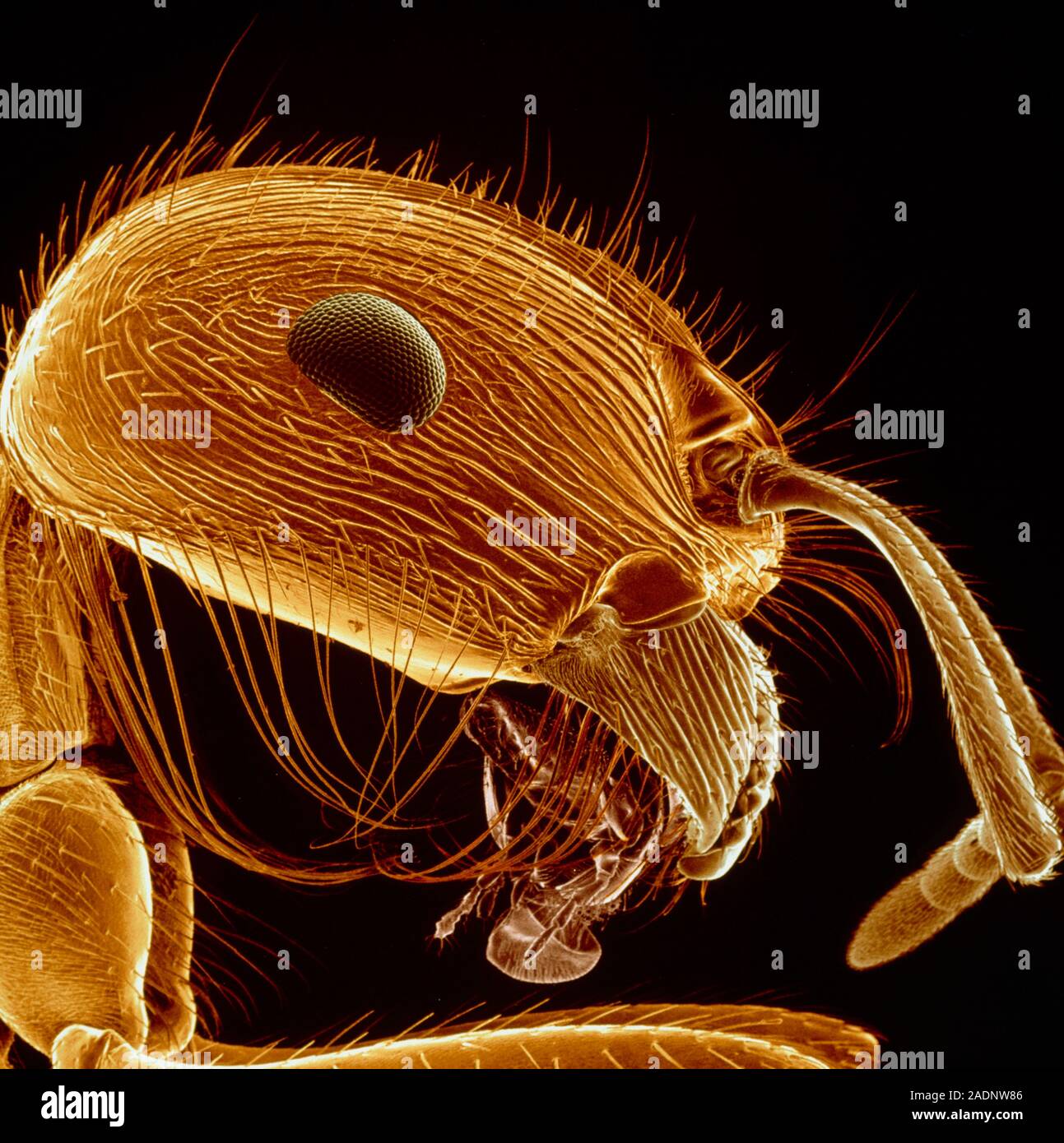 Californian harvester ant head. Coloured Scanning Electron Micrograph ...