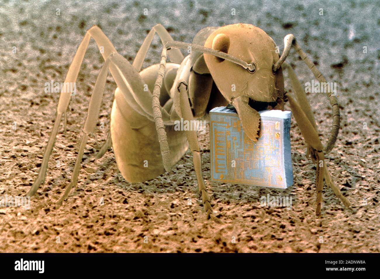 Ant And Microchip Coloured Scanning Electron Micrograph Sem Of A