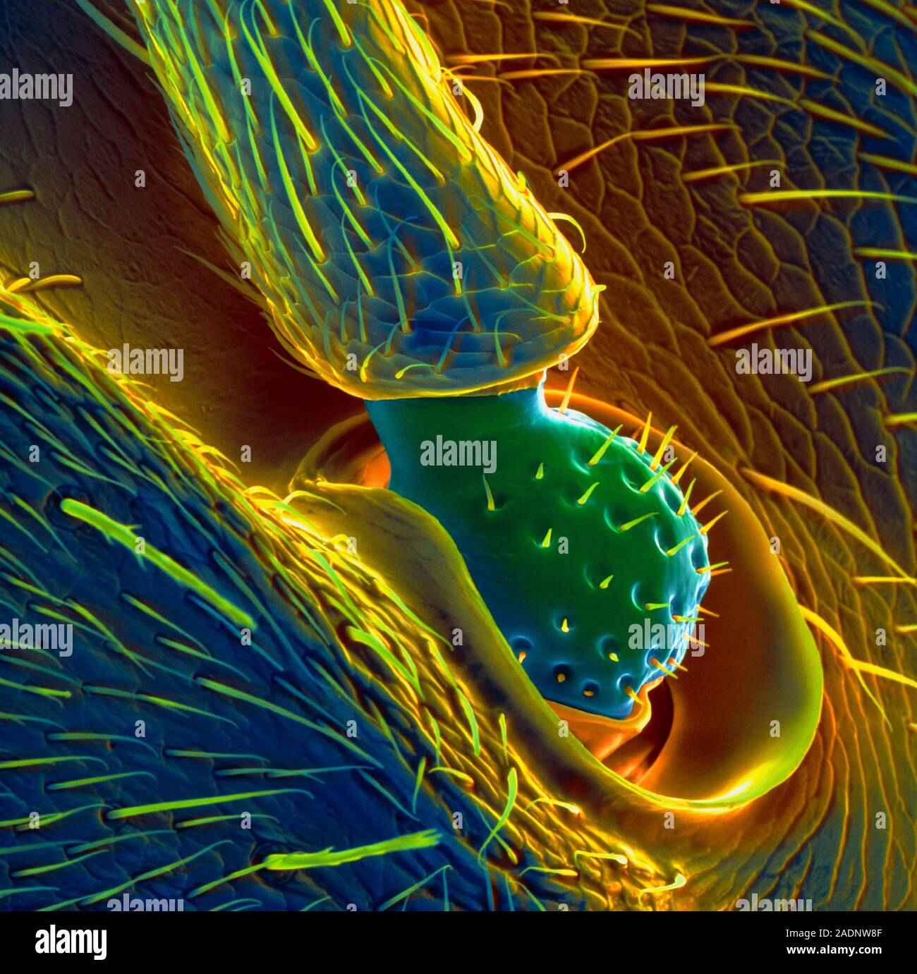 Ant feeler. Coloured Scanning Electron Micrograph (SEM) of the ball ...