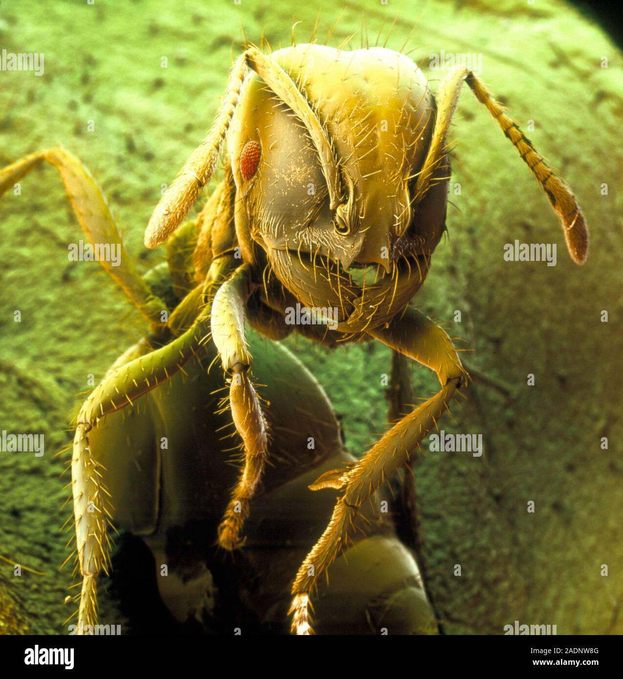 Fire ant. Coloured scanning electron micrograph of a fire ant ...