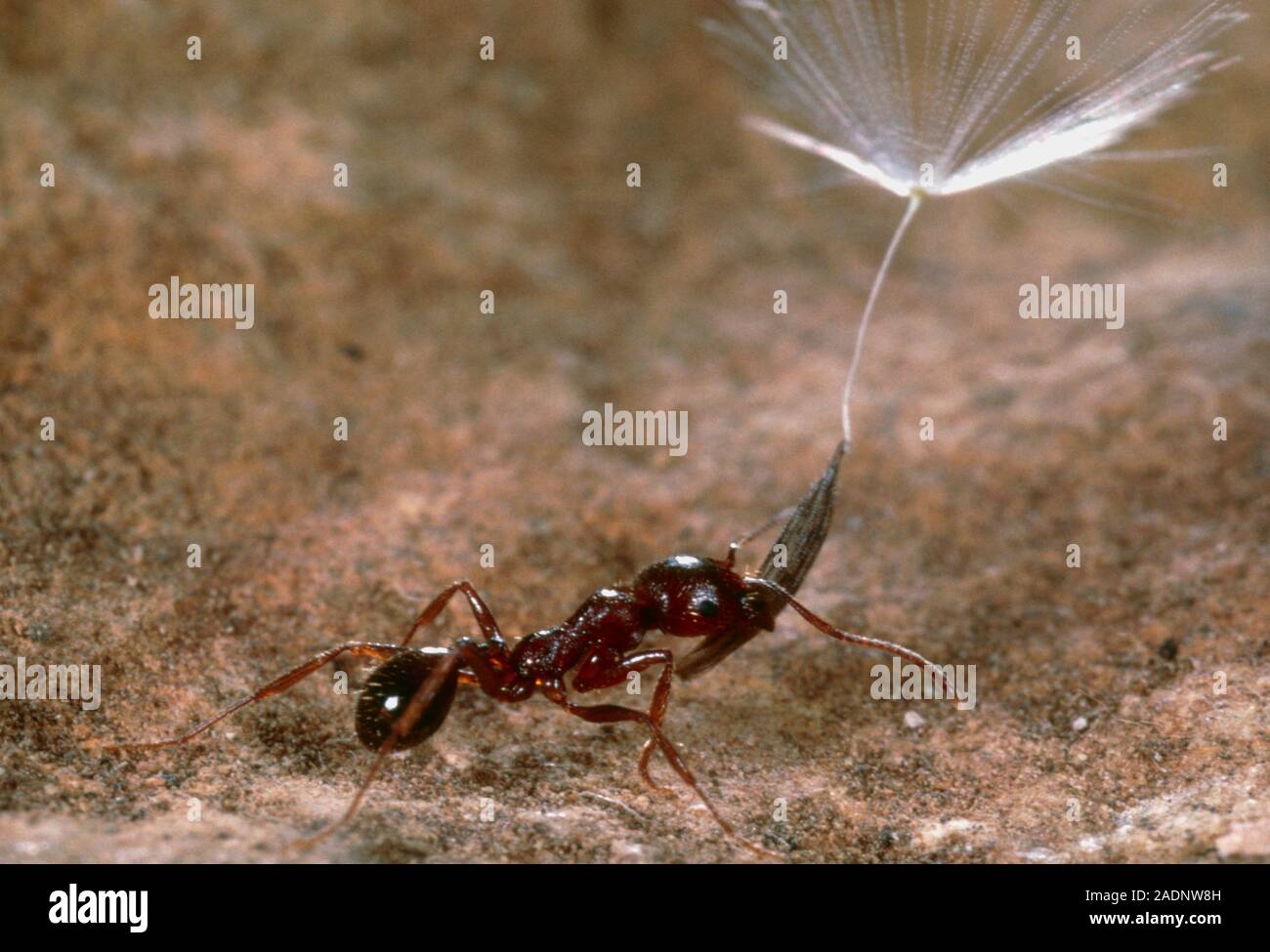 Harvester ant. Macrophotograph of a harvester ant carrying a thistle ...