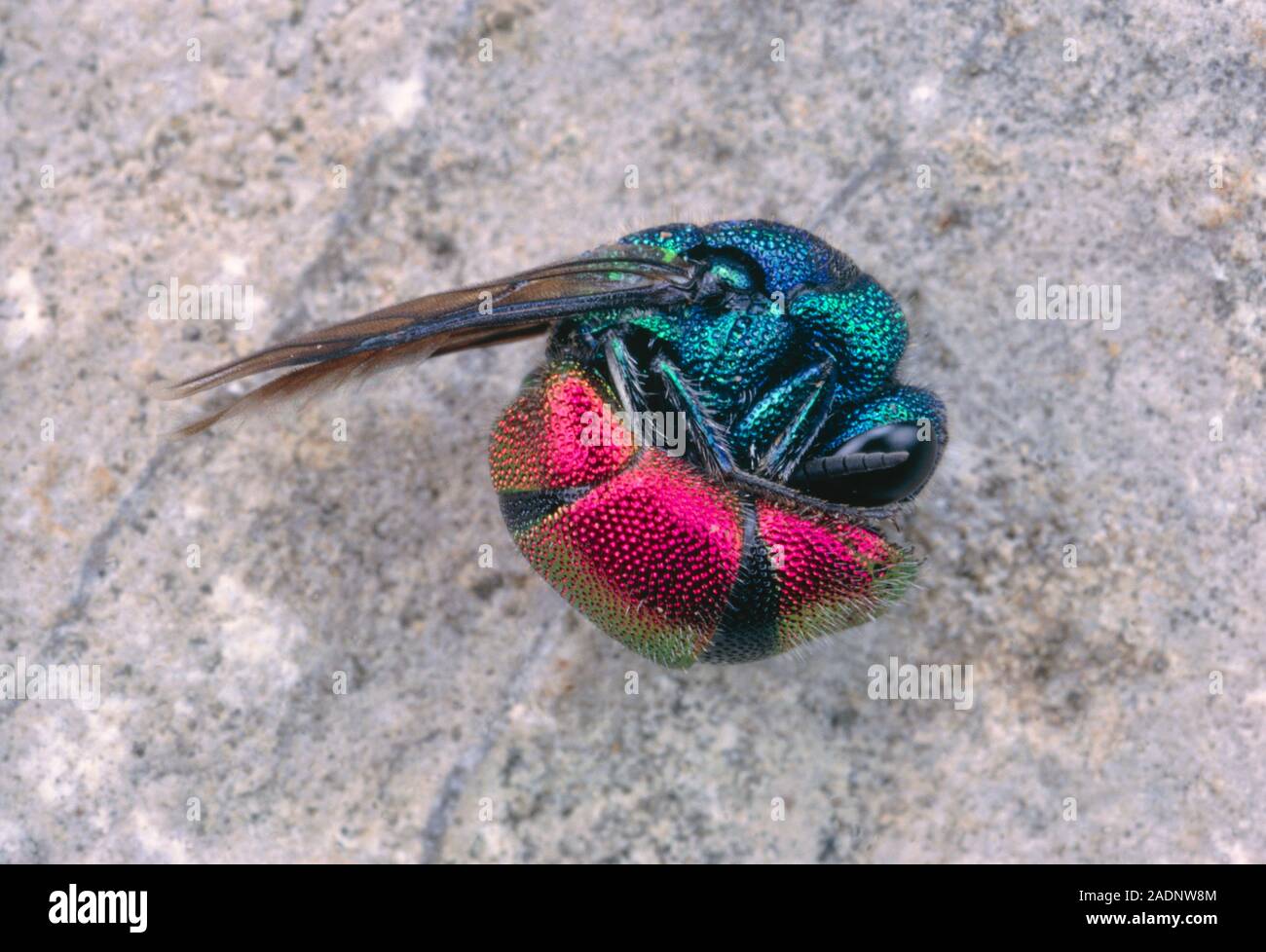 Cuckoo wasp. Macrophotograph of a fire cuckoo wasp, Chrysis sp ...