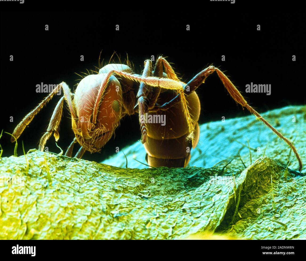 Fire ant. Coloured scanning electron micrograph (SEM) of a fire ant ...