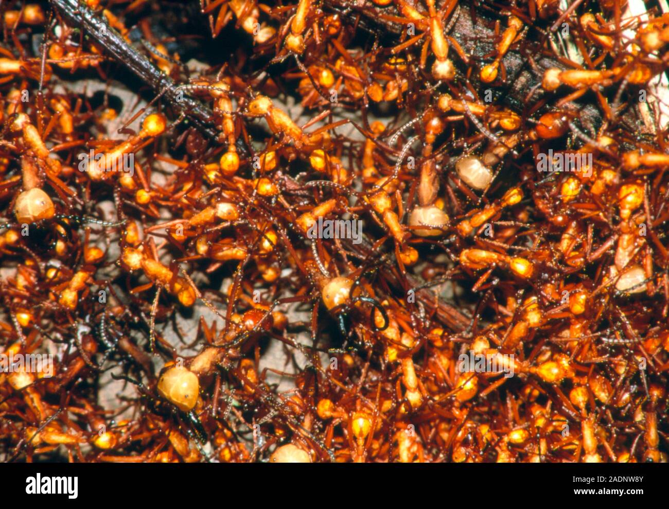 Army ant swarm. View of a swarm of army ants (Eciton sp.) migrating ...