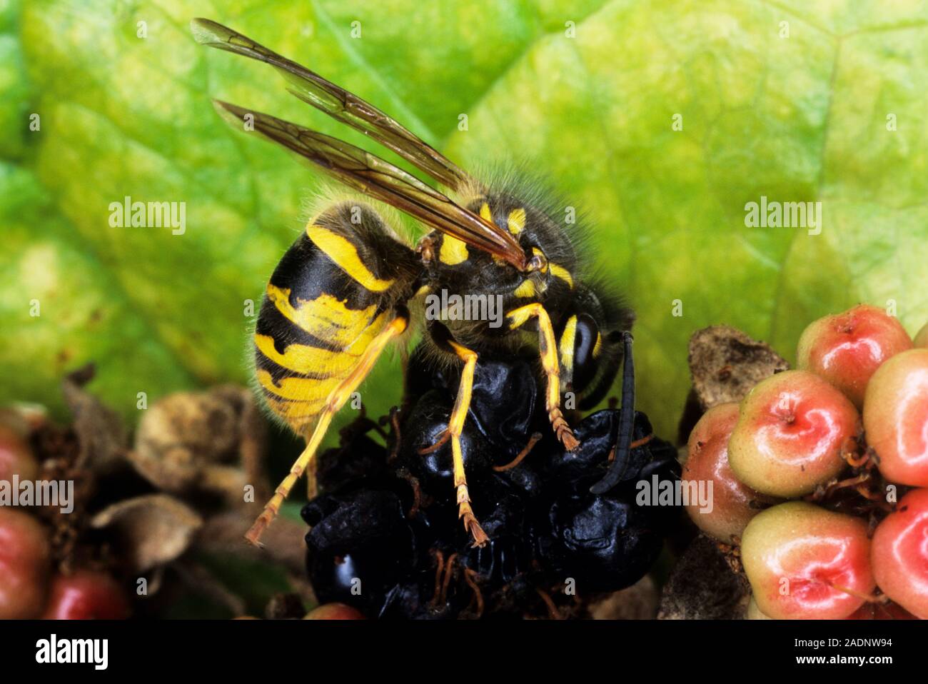 Common Wasp. High speed photograph of a common adult worker wasp ...