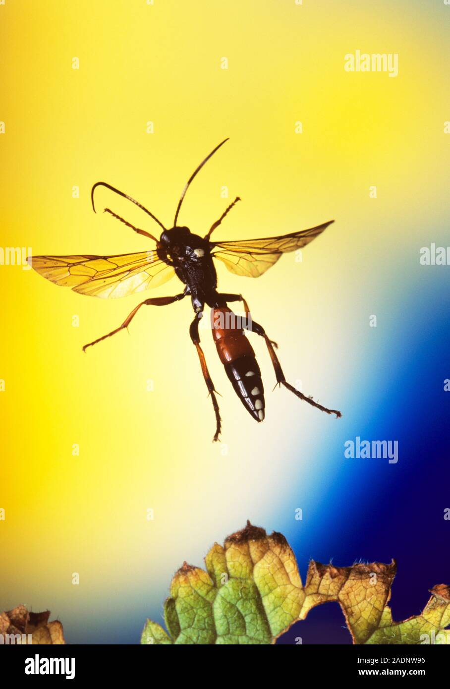 Ichneumon wasp. High-speed photograph of an ichneumon wasp (family ...