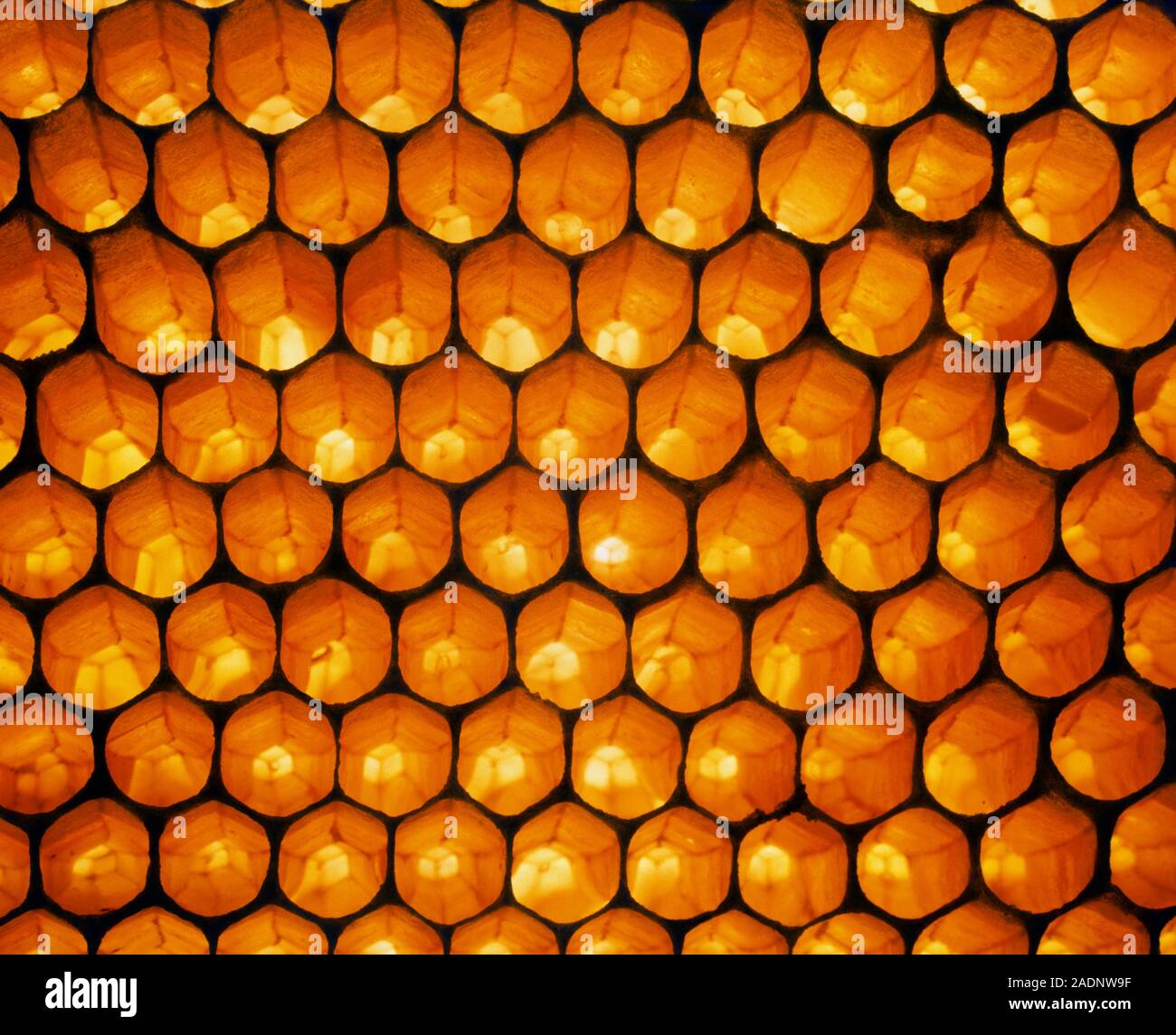 Honeycomb. View of a honey-containing honeycomb of the honey bee, Apis ...