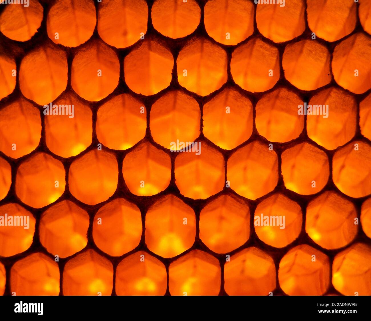 Honeycomb. View of a honey-containing honeycomb of the honey bee, Apis ...