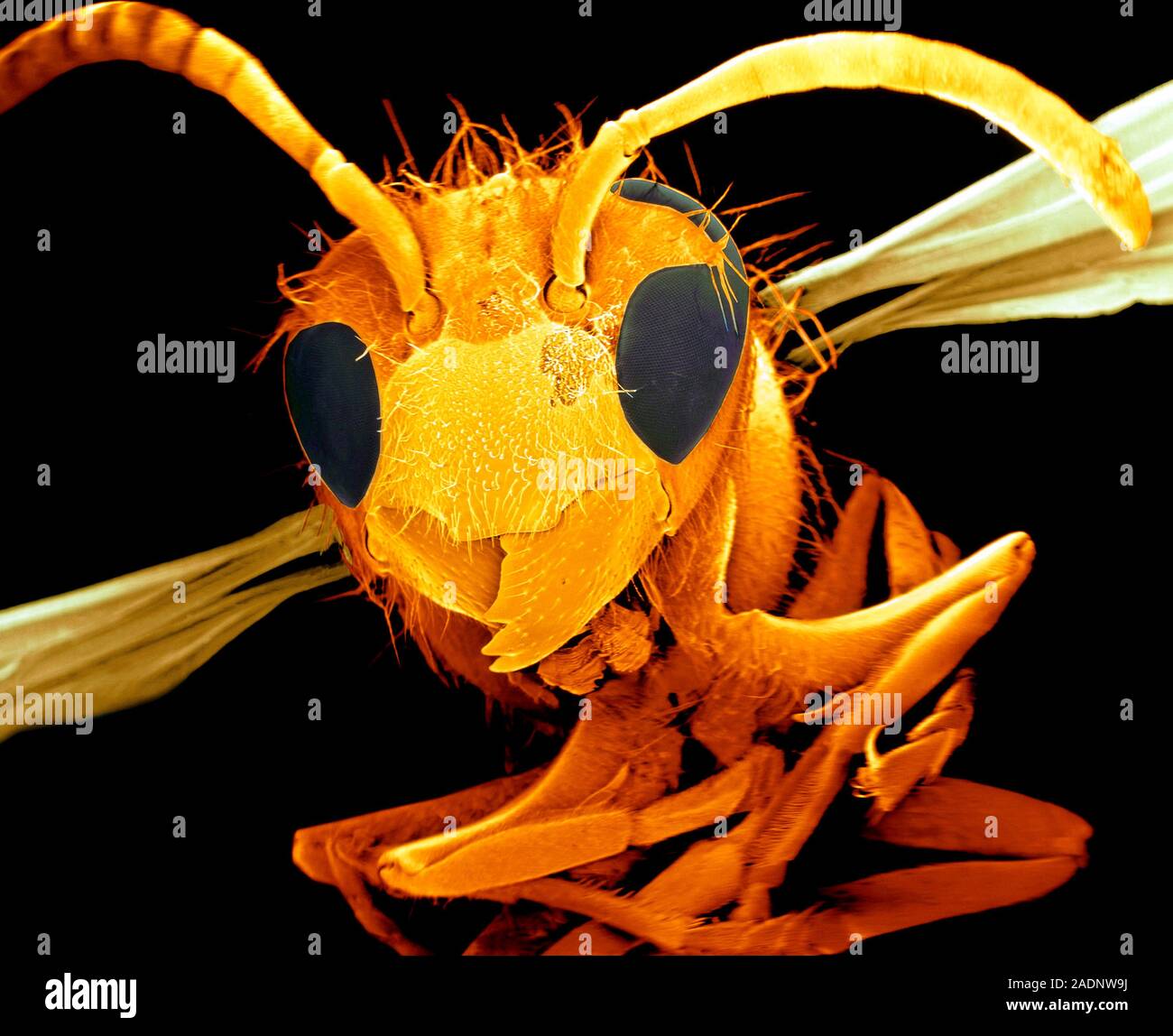 Wasp in flight. Coloured scanning electron micrograph (SEM) of a wasp ...