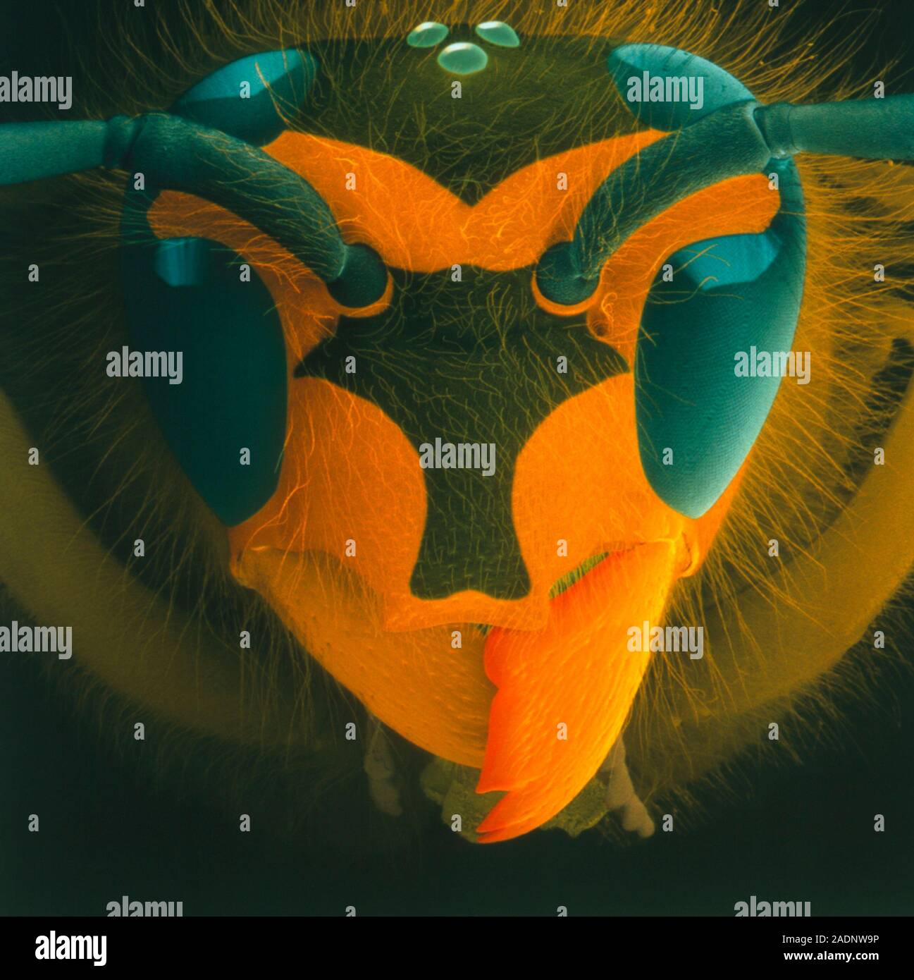 Common wasp's head. Coloured scanning electron micrograph (SEM) of the ...