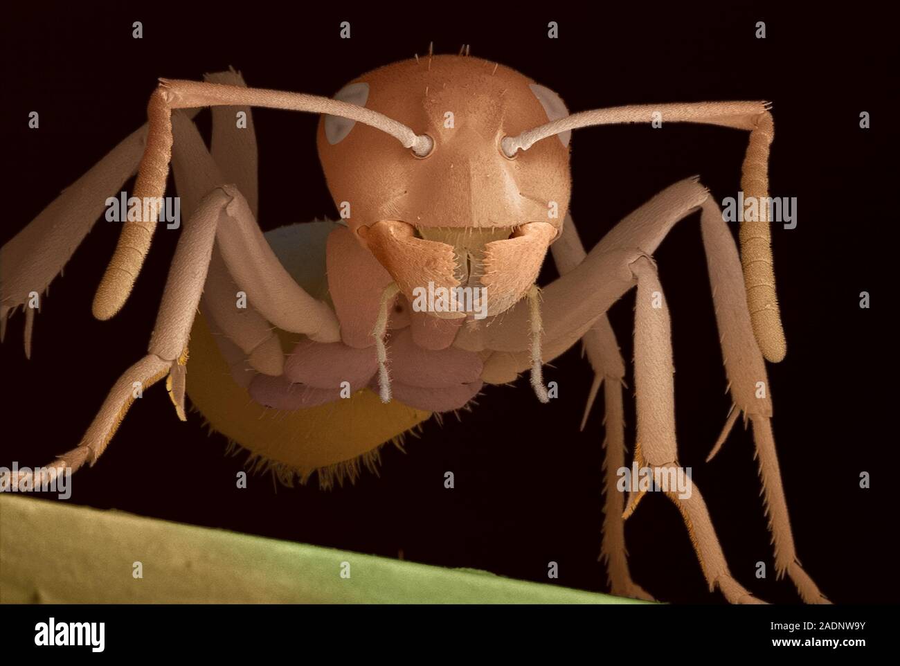 Red wood ant. Coloured scanning electron micrograph (SEM) of a red wood ...