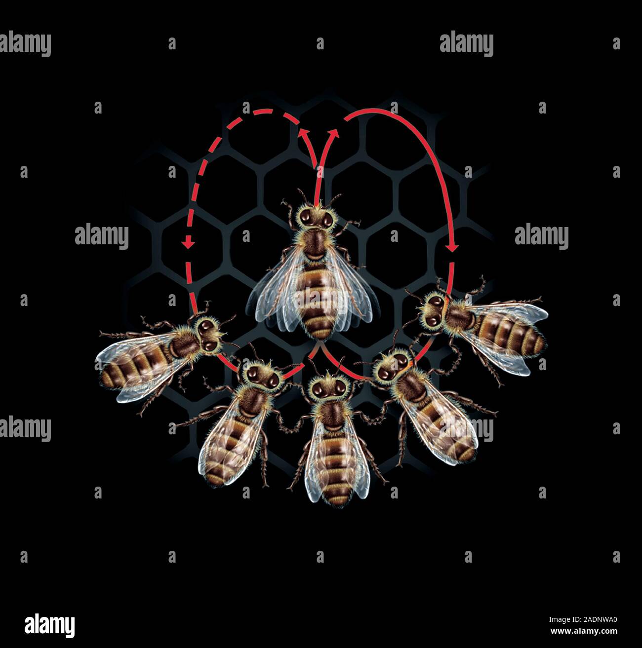 Bee waggle dance. Computer illustration of a dancing honey bee (Apis ...