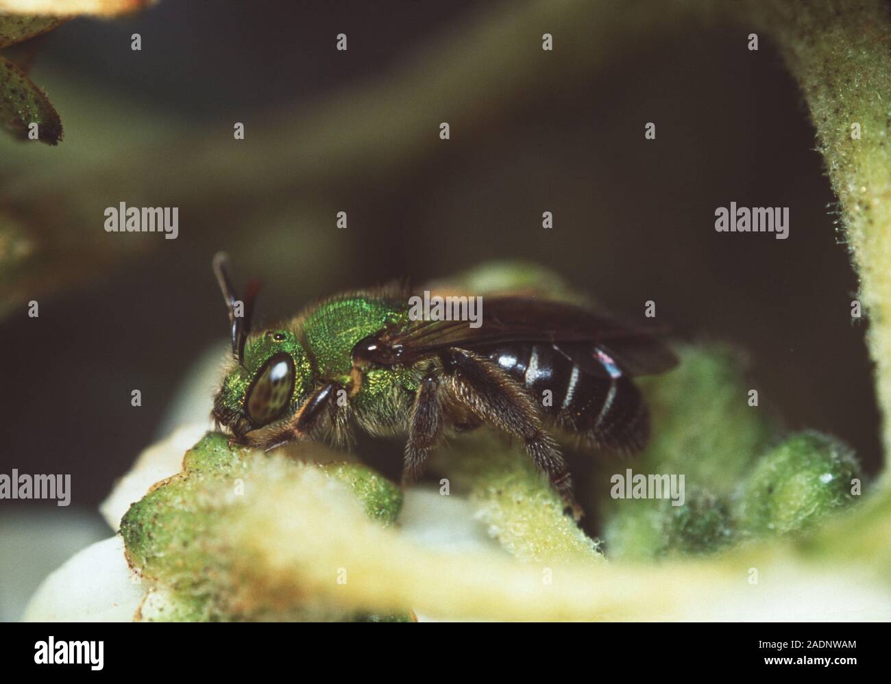 Solitary bee. Unidentified solitary bee. Female solitary bees build a ...