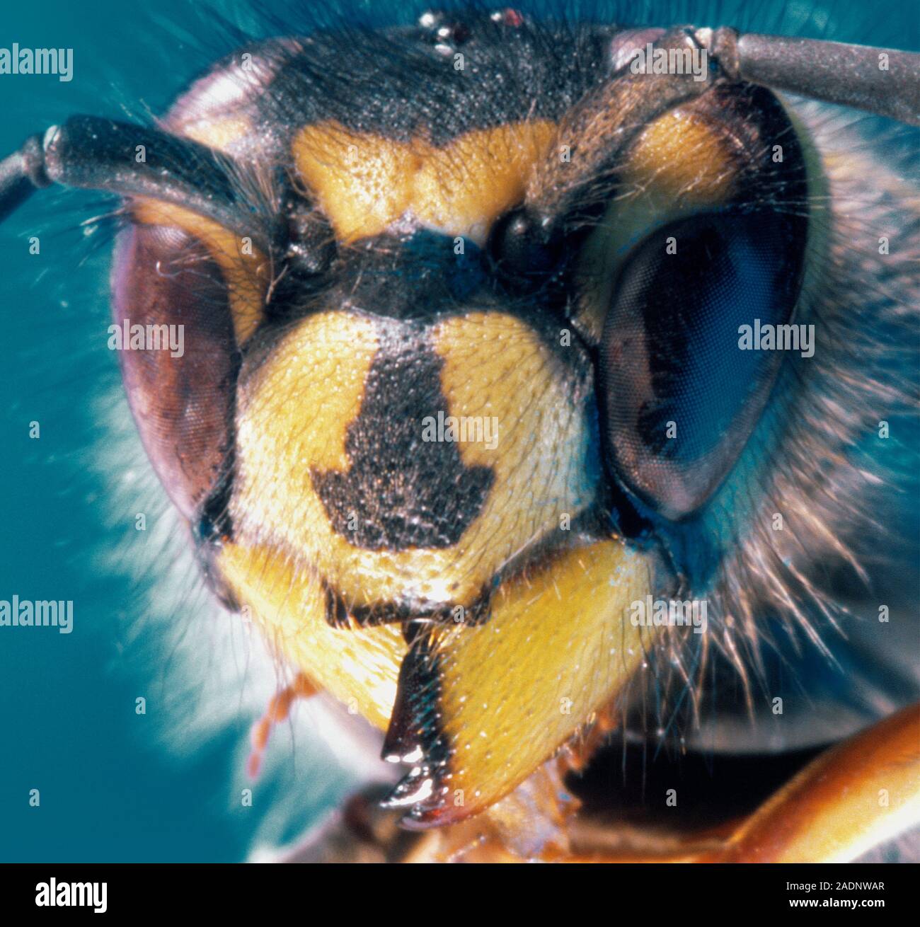 Wasp. Macrophotograph of the head of a wasp (Vespula sp.), showing its ...