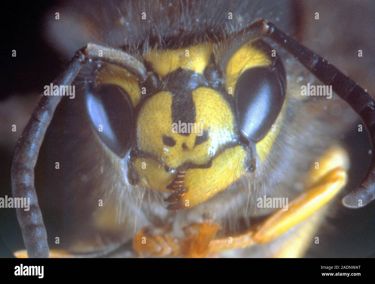 Wasp. Macrophotograph of the head of a wasp (Vespula sp.), showing its ...