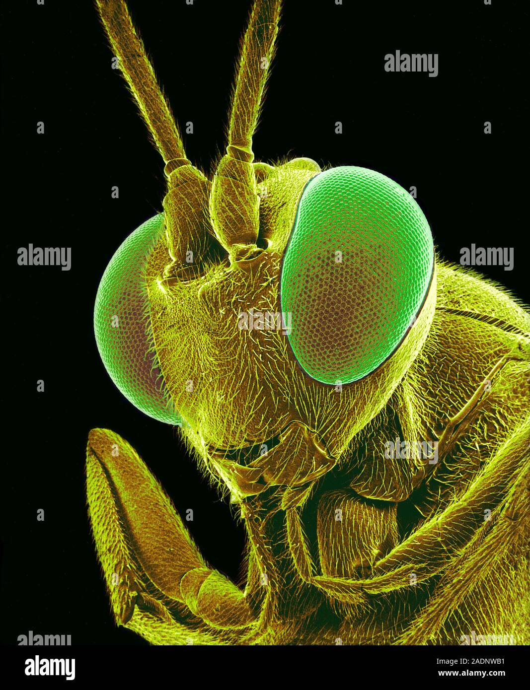 Bee. Coloured scanning electron micrograph (SEM) of the head of an ...