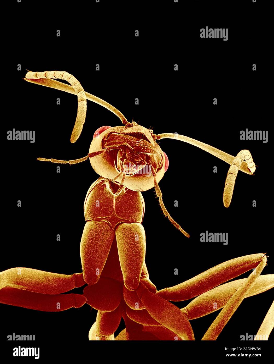 Ant. Coloured scanning electron micrograph (SEM) of an unidentified ant ...