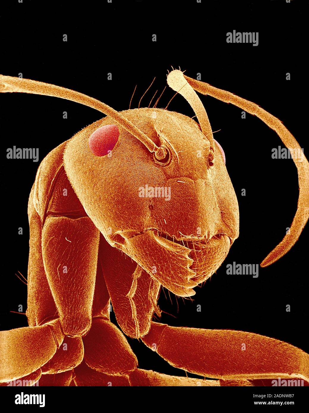 Ant head. Coloured scanning electron micrograph (SEM) of the head of an ...