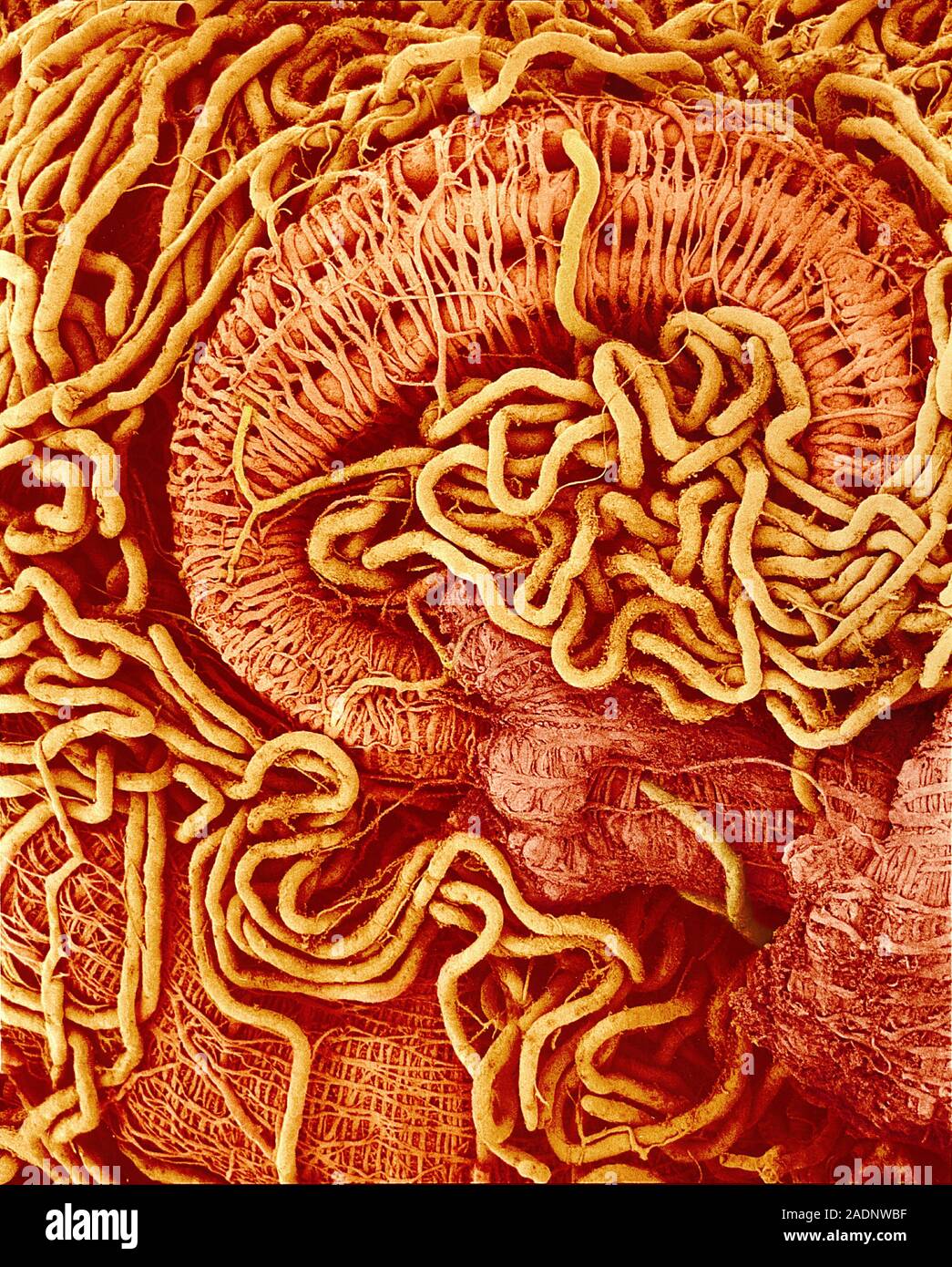 Honey bee excretory system. Coloured scanning electron micrograph of ...